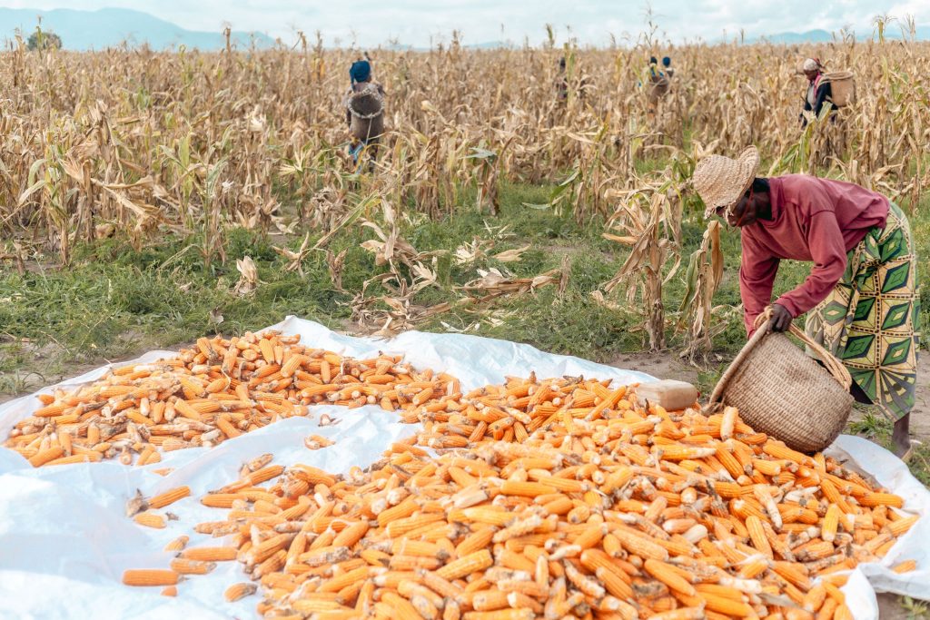 AALI Youth Brigade – African Agricultural Leadership Institute